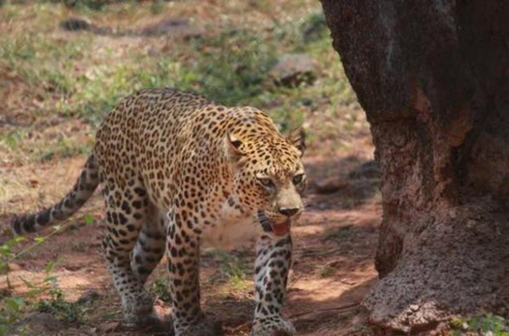 Ita Fort - Historical place at Arunachal | Indiano Travel