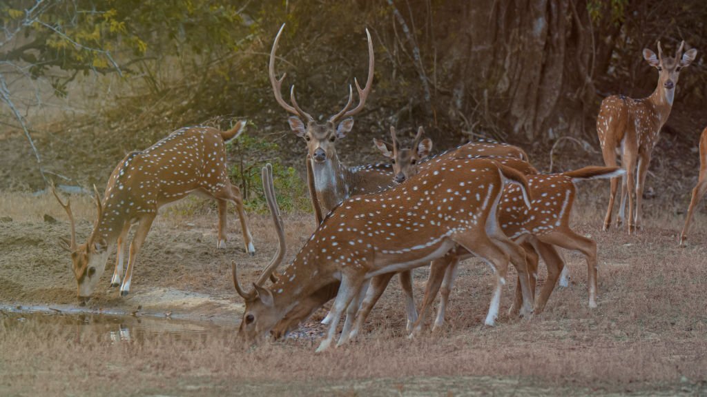 Kanan Pendari Zoological Garden - To conserve the wildlife species