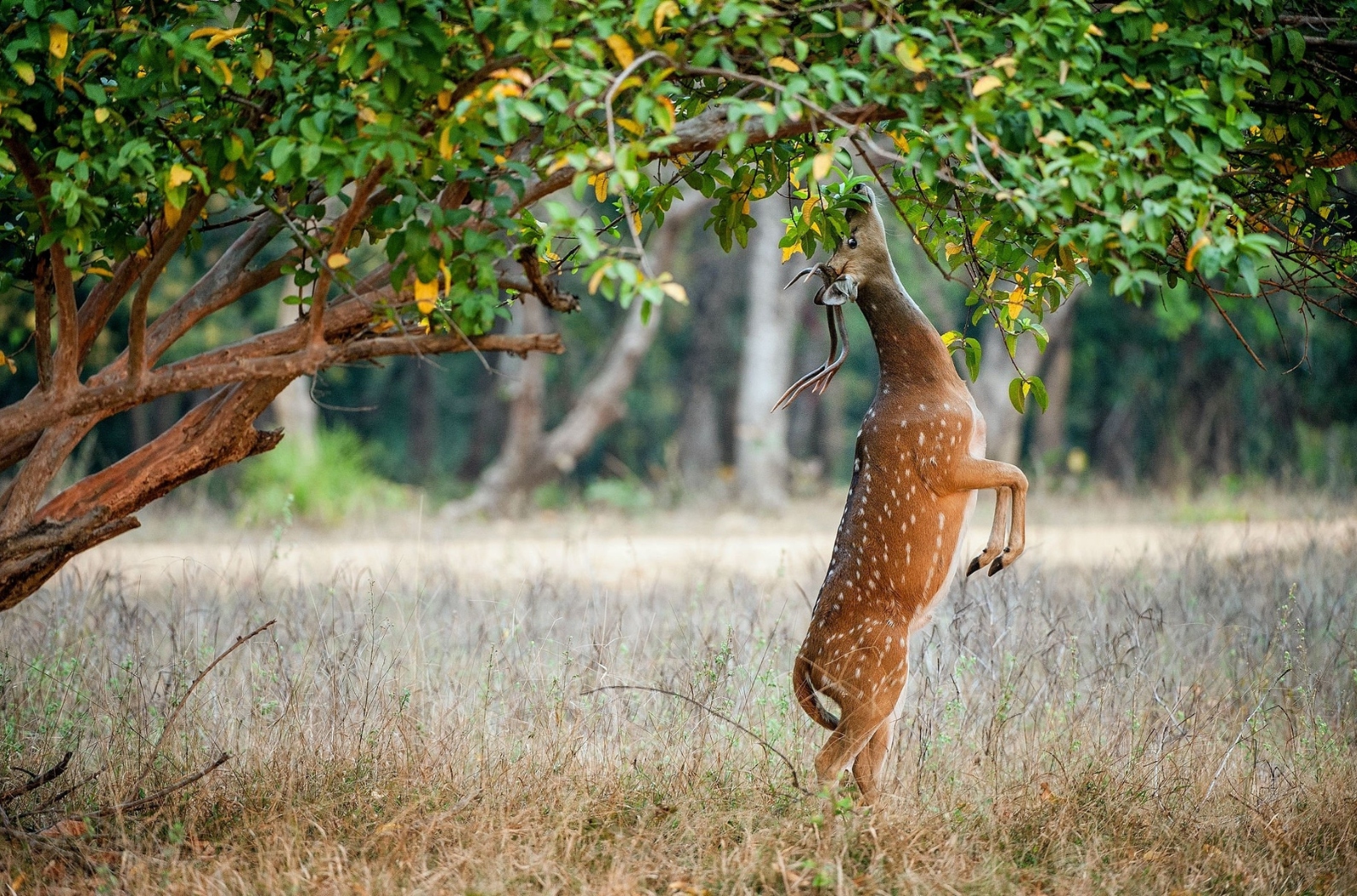 Pocharam Wildlife Sanctuary - Nice place to spend time.