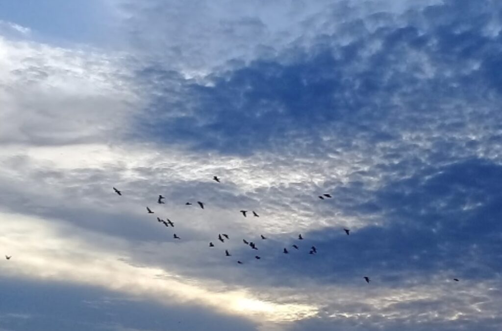 Barsi Gate - Why Barsi Gate Is So Popular? - Indiano Travel